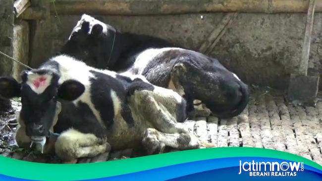 Ritual Tanda Merah di Jidat Sapi ala Warga Sumbergondo, Ikhtiar Tolak ...