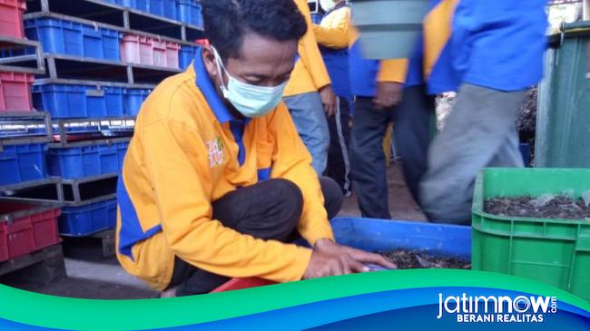 Pemkot Surabaya Kembangkan Pengolahan Sampah Dengan Larva