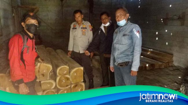 53 Batang Kayu Jati Ilegal Disita Dari Gudang Milik Warga Di Banyuwangi