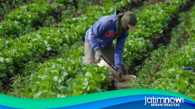 Harga Sayur Tak Menentu, Petani Diajak Lirik Kopi