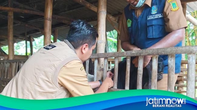 Pemilik Hewan Tak Perlu Antre di Puskeswan Mojokerto, Begini Caranya