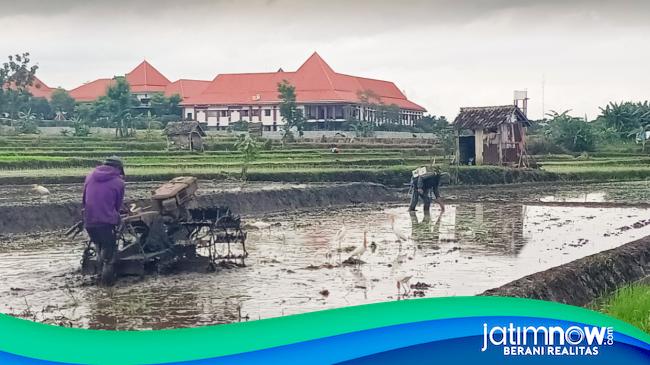 Rakor di Kota Batu, Kementan Dorong Peningkatan Produktivitas Padi ...