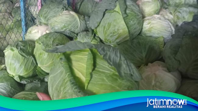 Hasil Panen Kubis Warga Binaan Lapas Kelas I Malang Diekspor ke Taiwan