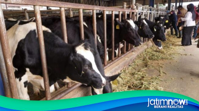 RPH Surabaya Pastikan Pasokan Daging Sapi Aman jelang Nataru