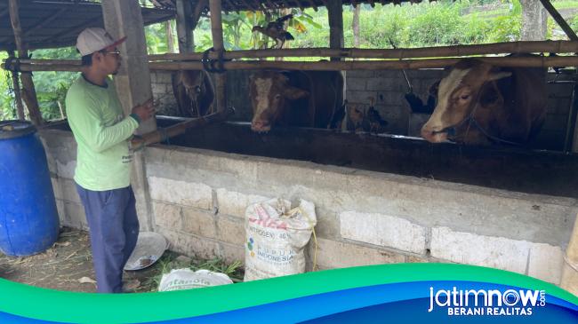 Wabah PMK di Jimbe Ponorogo, Diduga juga Dialami Sapi Desa Plalangan