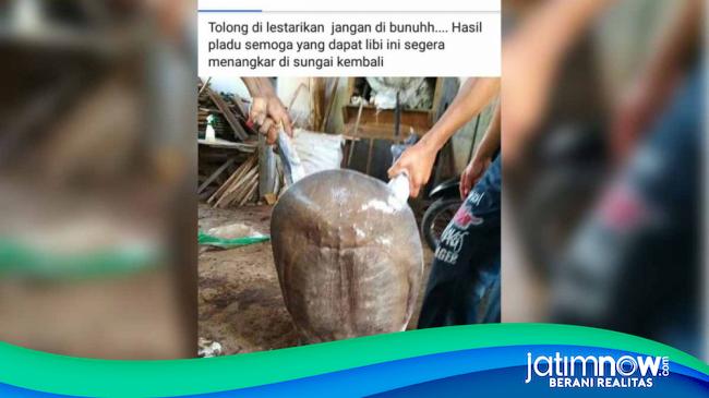 Penangkapan Bulus Besar Hebohkan Warganet Blitar, Ini Kata BBKSDA
