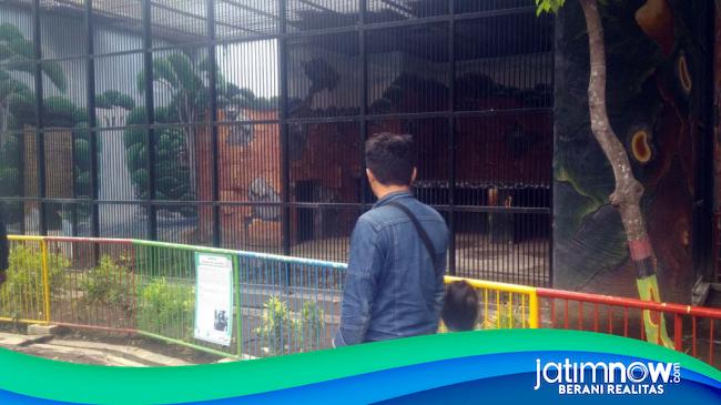 Dua Ekor Singa Gagal Didatangkan ke TWSL Kota Probolinggo