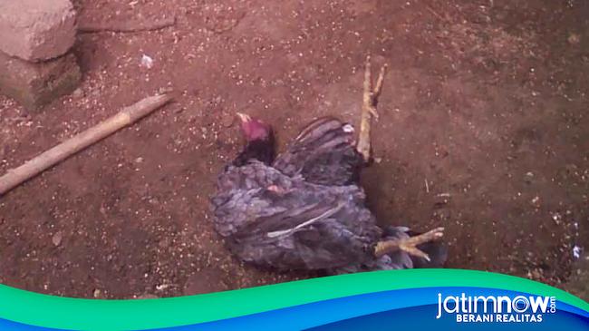 Ayam Mati Misterius di Banyuwangi, Dinas Pertanian: Disebabkan Virus