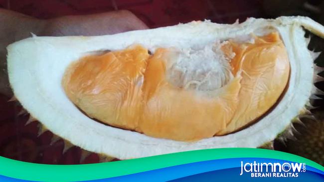 Ganasnya 2 Jenis Durian Banyuwangi ini, Sekali Makan Langsung 'Mabuk'