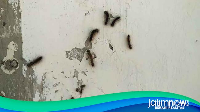 Teror Ulat Bulu di Pasuruan, Tiga Desa Diserang Teror Ulat Bulu di Pasuruan, Tiga Desa Diserang