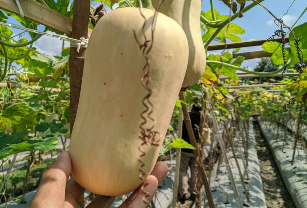 Petani ini Merasakan 'Manisnya' Menanam Pumpkins Butternut Squash Petani ini Merasakan 'Manisnya' Menanam Pumpkins Butternut Squash